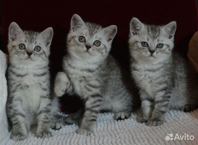 Британские, тигры серебрянные