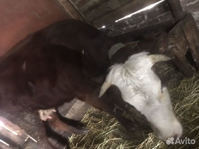 Тёлка и тёлочка