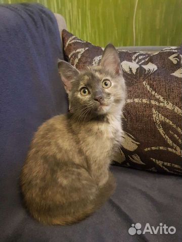 Котенок девочка