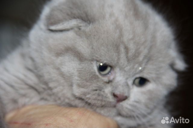Вислоухий котенок лилового окраса