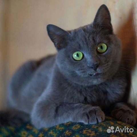 Русская голубая кошка