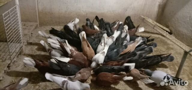 Продажа голубей