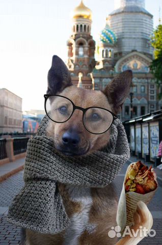 Собака в добрые руки