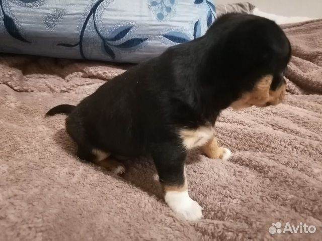 Той-терьер щенки