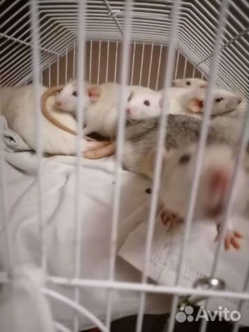 Декоративные крысята