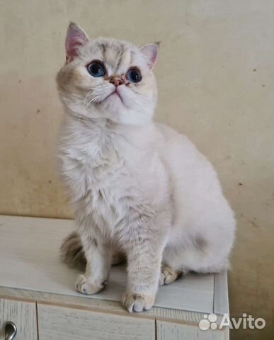 Молоденькая британская кошечка