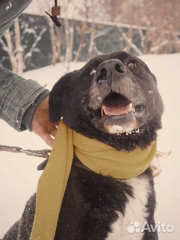 Добродушный Макс ищет дом