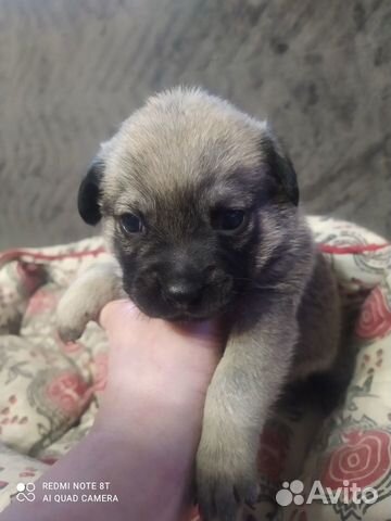 Щенки мопса