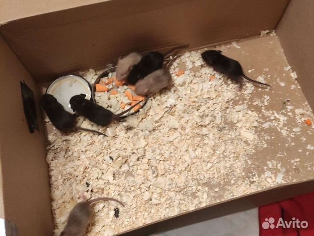 Крысята дамбо