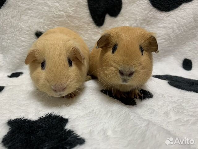 Морские свинки селф малыши карандаши