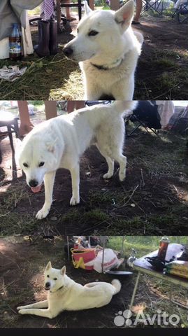 Хаски мальчик альбинос ищет невесту