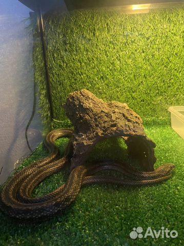 Полоз узорчатый