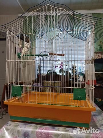 Птицы амадины