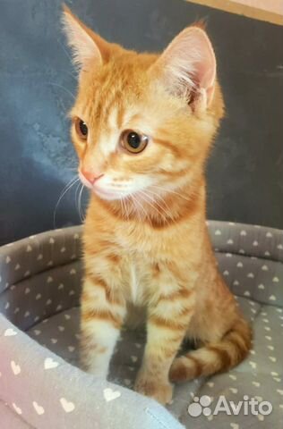 Огненный Рыжик ищет дом