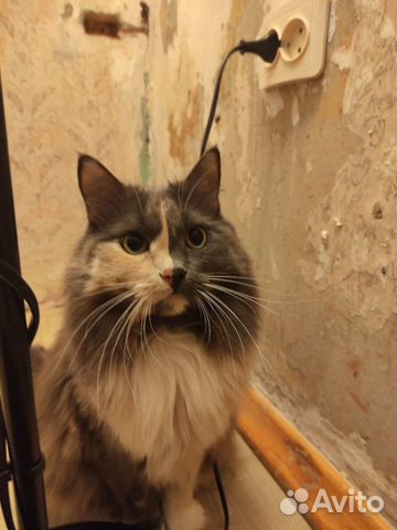Кошка Глаша