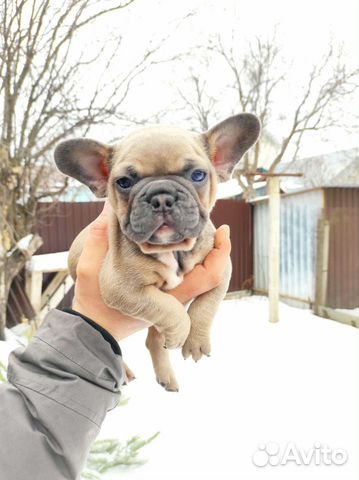 Французский бульдог палево голубой малыш