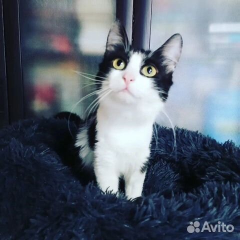 Кошка в добрые руки