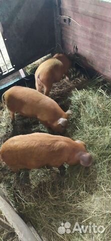 Свинки дюрок