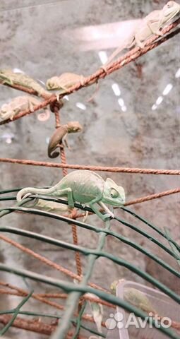 Йеменский хамелеон