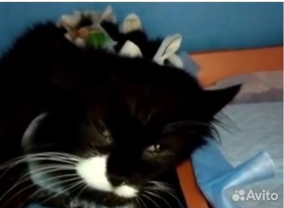 Котик Мотя хочет домой