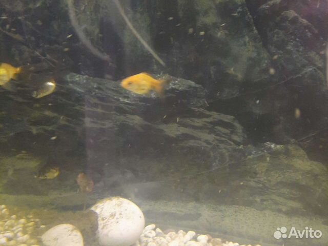 Живая рыба