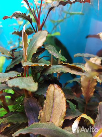 Буцефаландры