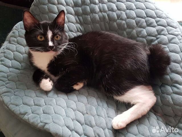 Кошка метиска бобтейла 3мес привита