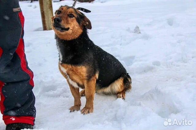 Красотка Несси в поисках дома