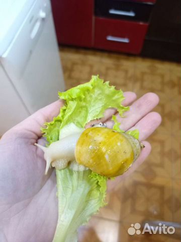 Улитки ахатины