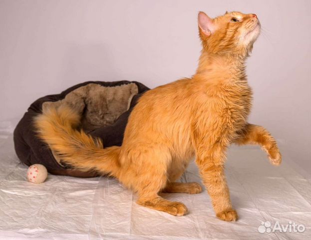 Отдам в заботливые руки кота