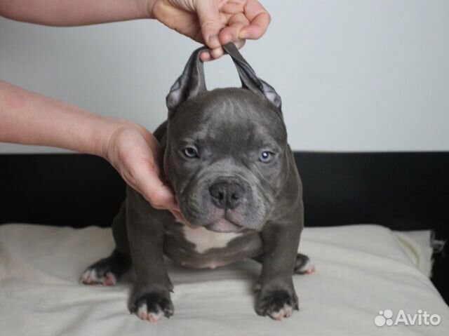 Девочка булли