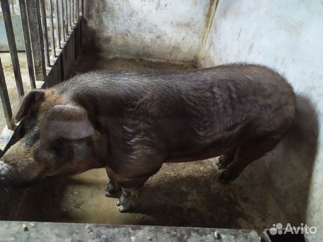 Продам хряка