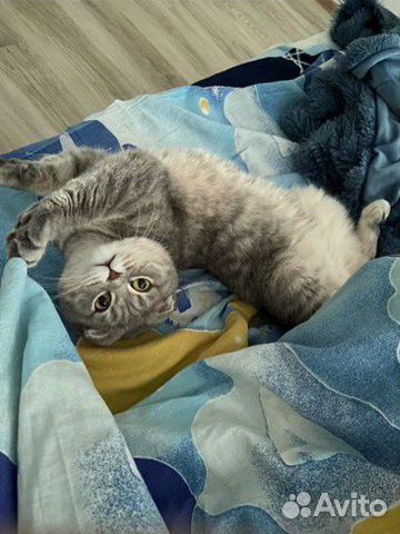 Взрослая кошка