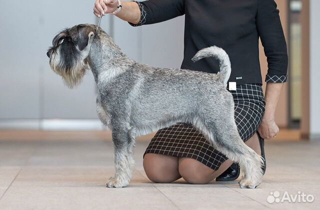 Вязка. Шнауцер