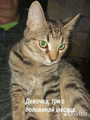 Котёнок Сабина