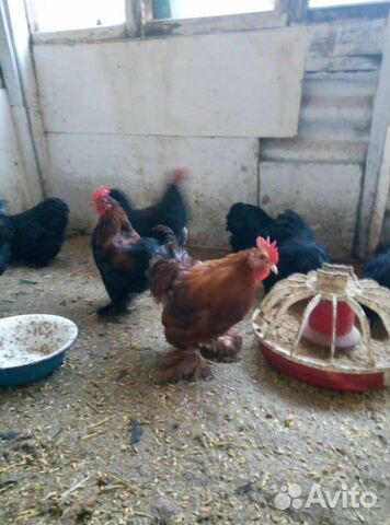 Петушки молодые. Кохенхины. Уже поют