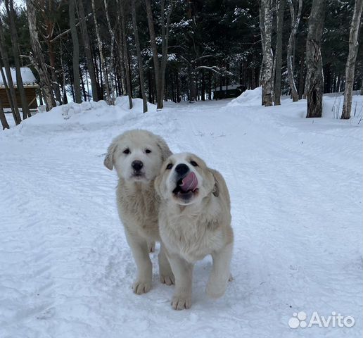 Щенки алабая