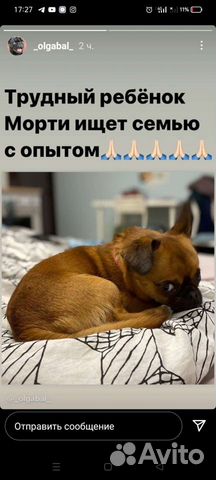 Пти брабансон