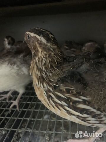 Перепела самцы