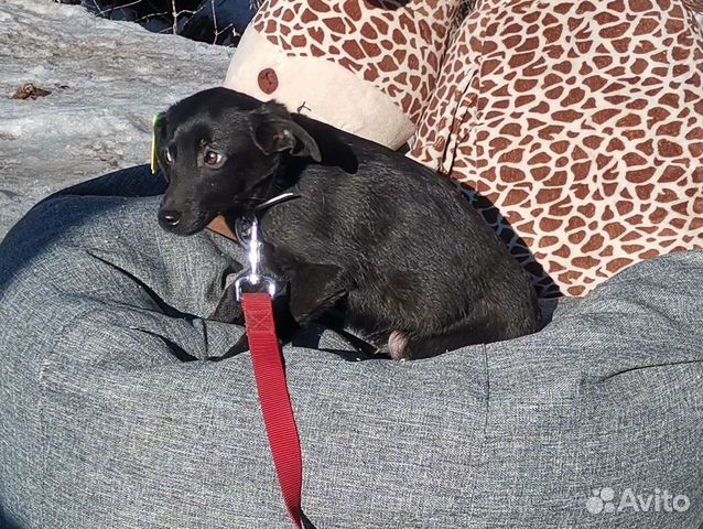 Щенки в добрые руки