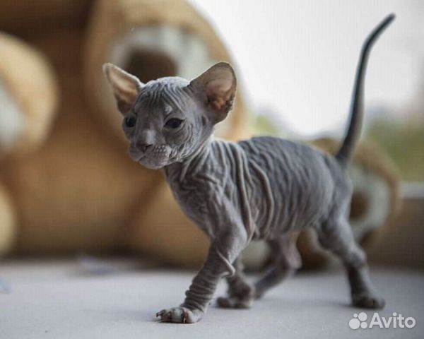 Донской сфинкс котята