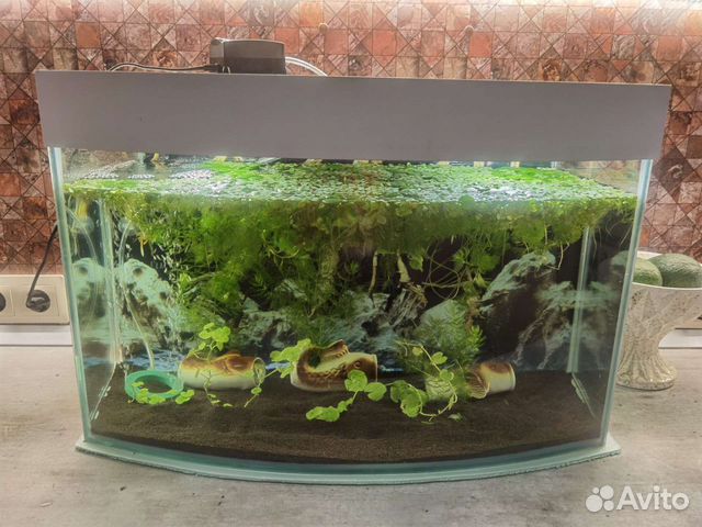 Аквариум 67л. Пропант. Ампулярия