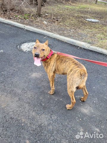 Отдам в хорошие руки