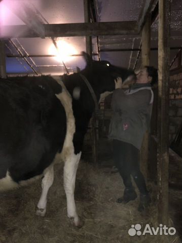 Телка 1,5 года