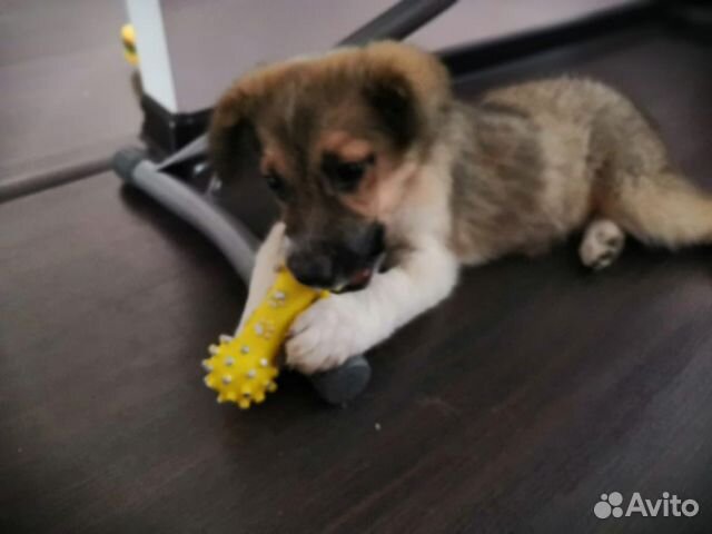 Щенок девочка в добрые руки бесплатно