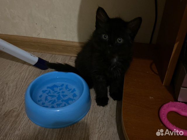 Котята в добрые руки приучены к лотку