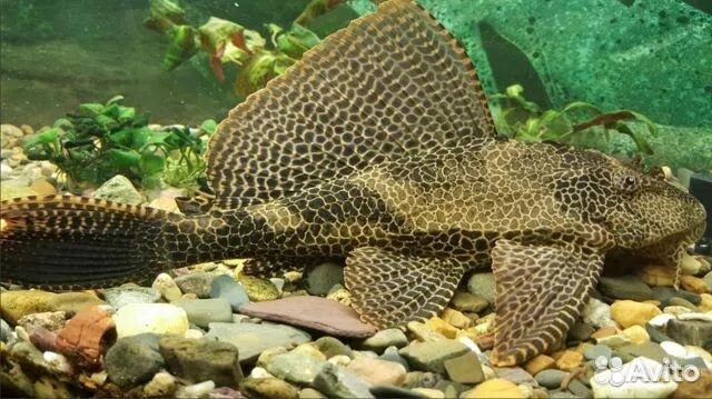 Парчовый сом 30-40 см