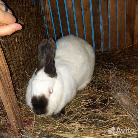 Колифорнии и Рексы (кролики)