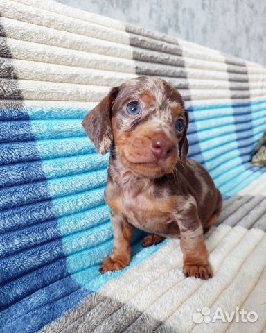 Такса миниатюрная