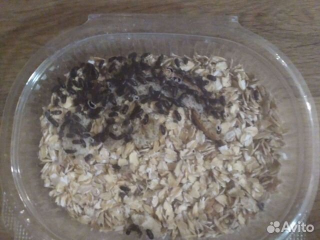 Жук знахарь